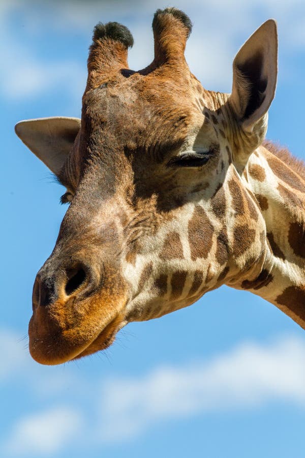 Beautiful Giraffe Headshot Closeup Stock Photo - Image of nature ...
