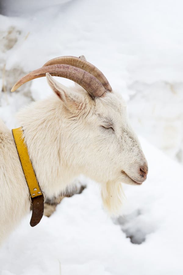 Head shot of a goat stock image. Image of mountain, activity - 41098291