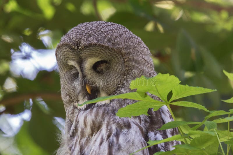 Head Shot of a Great Grey Owl Sleeping in a Tree Stock Image - Image of ...