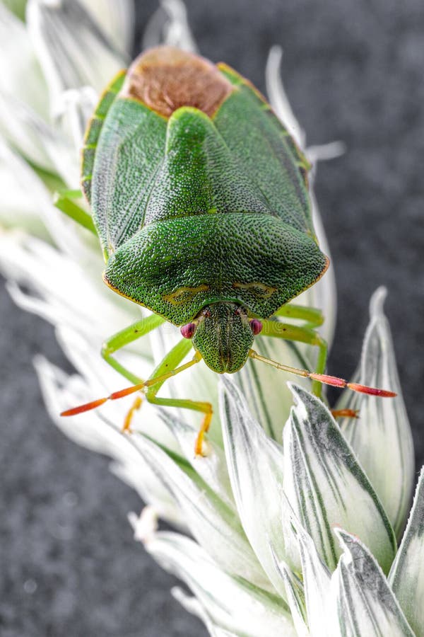 Green Shield Bug, Also Known As True Bug, Sitting on a Dry Wheat Ear ...