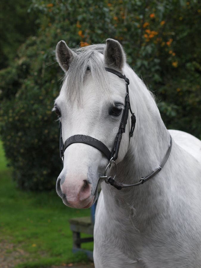 Grey Welsh Pony stock photo. Image of ears, bridle, mountain - 173228290