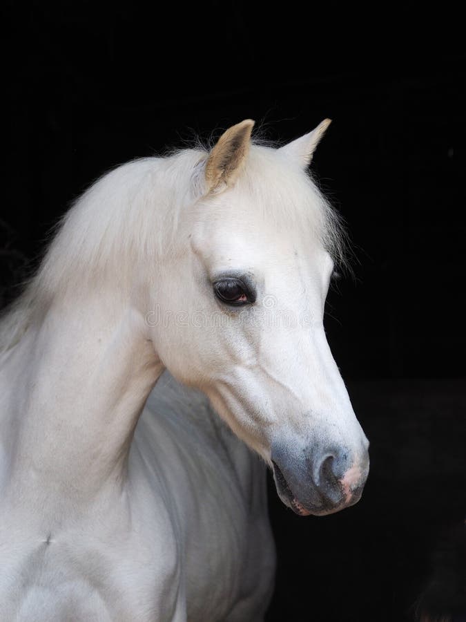 Headshot of a Grey Pony stock photo. Image of animal - 103056614