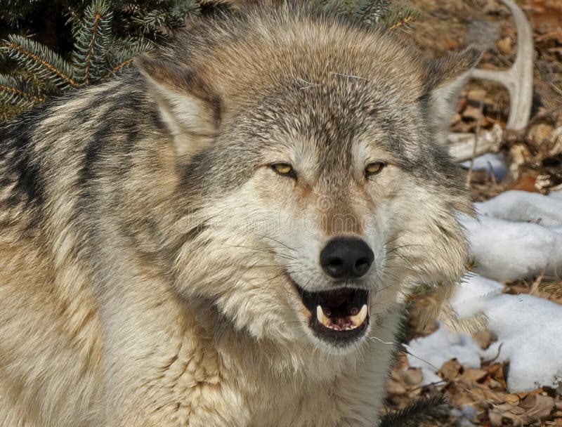 Close Up of Timber Wolf,head Shot Stock Photo - Image of wolf, predator ...