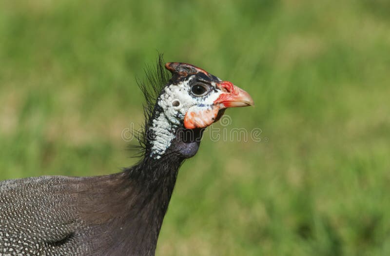 A Head Shot of a Guinea Fowl Numididae. Stock Photo - Image of plumage ...