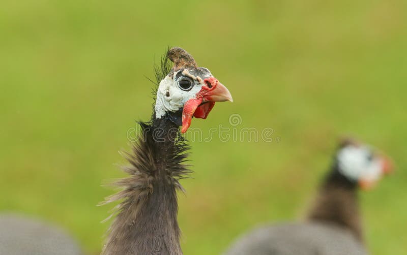 A Head Shot of a Guinea Fowl Numididae. Stock Image - Image of animals ...