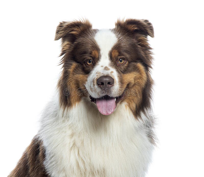 Head Shot of an Happy Australian Shepherd Dog Panting and Looking ...
