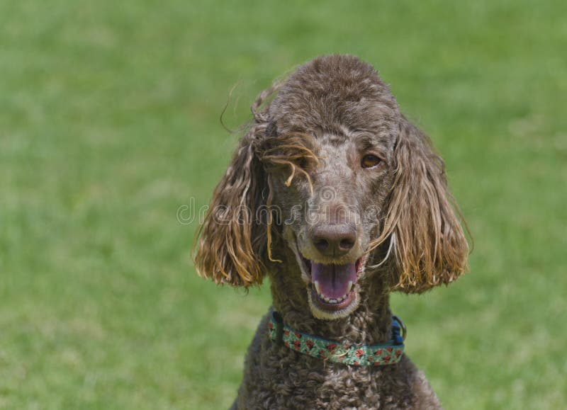 Chocolate Brown Standard Poodle Stock Image - Image of pure, puppy: 1794955
