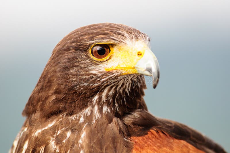 Head shot of a Harris Hawk stock photo. Image of nature - 64486252