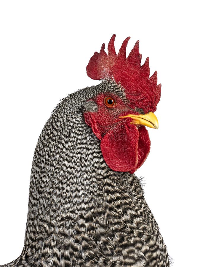 Amrock Rooster on White Background Stock Photo - Image of agriculture ...