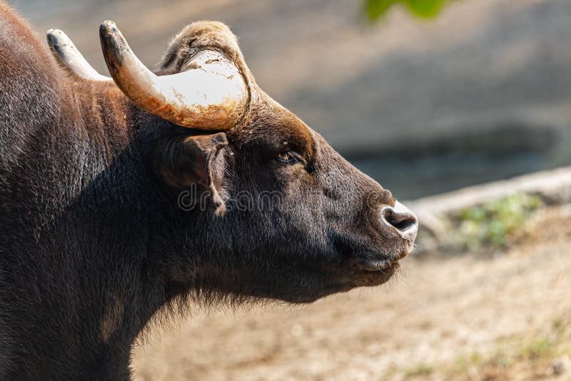 A Head Shot of a Indian Bison Stock Photo - Image of vulnerable ...