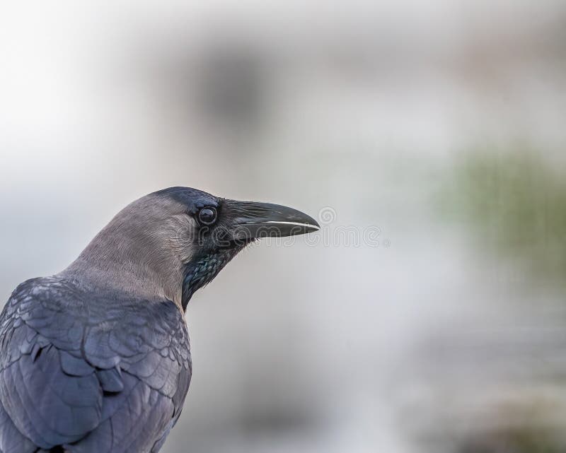 Head Shot of a Crow stock photo. Image of sitting, black - 278703660