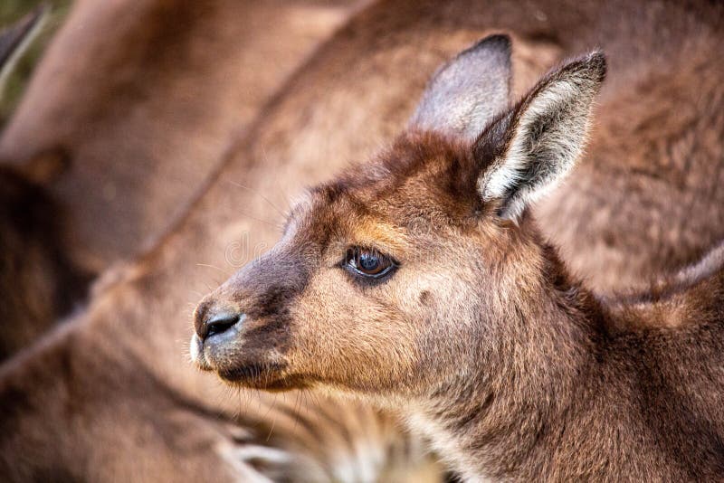 Cute Kangaroo Potrait stock photo. Image of shot, cute - 152608074