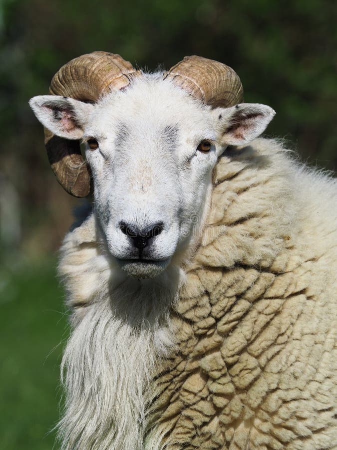 Ram with horns stock image. Image of agriculture, horns - 118760901