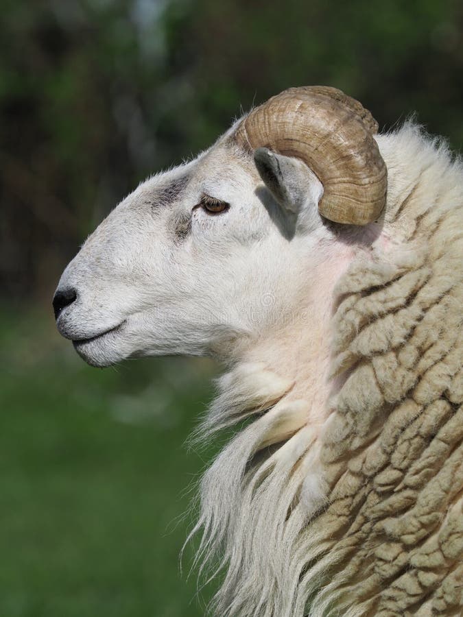 Ram with horns stock photo. Image of wool, farm, horns - 123309374