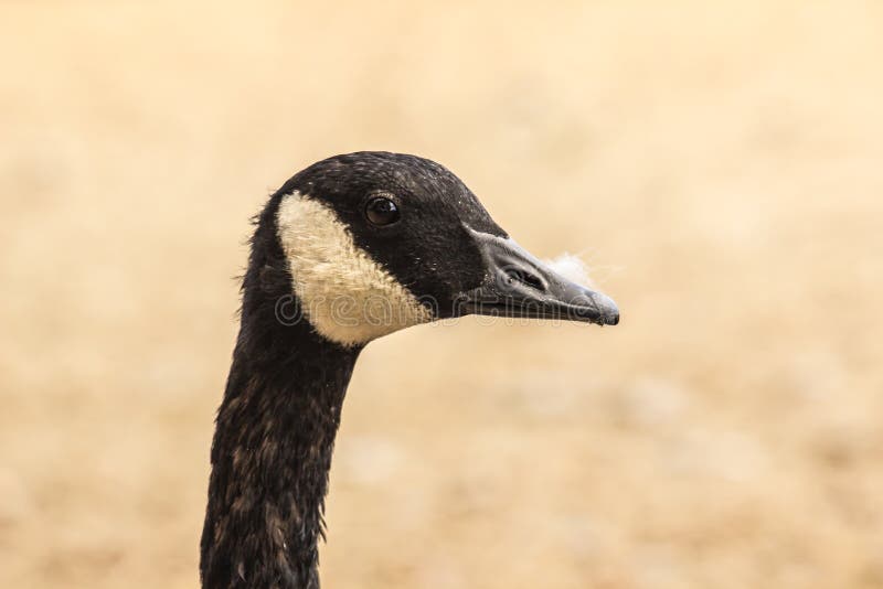 Head Shot of Local Goose stock image. Image of black - 85992609