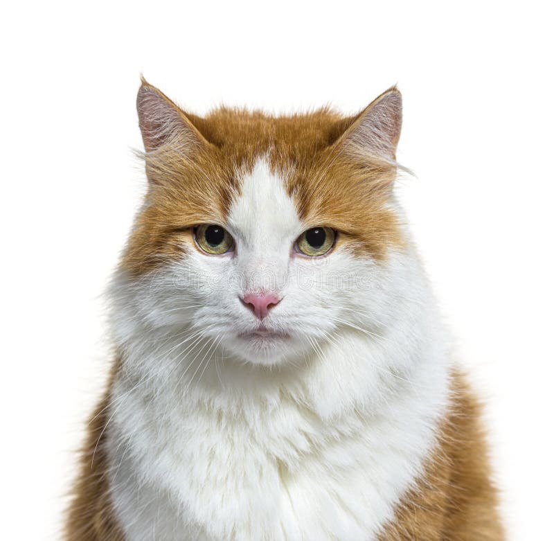 Head Shot of Longhaired Red and White Crossbreed Cat Isolated on Stock ...