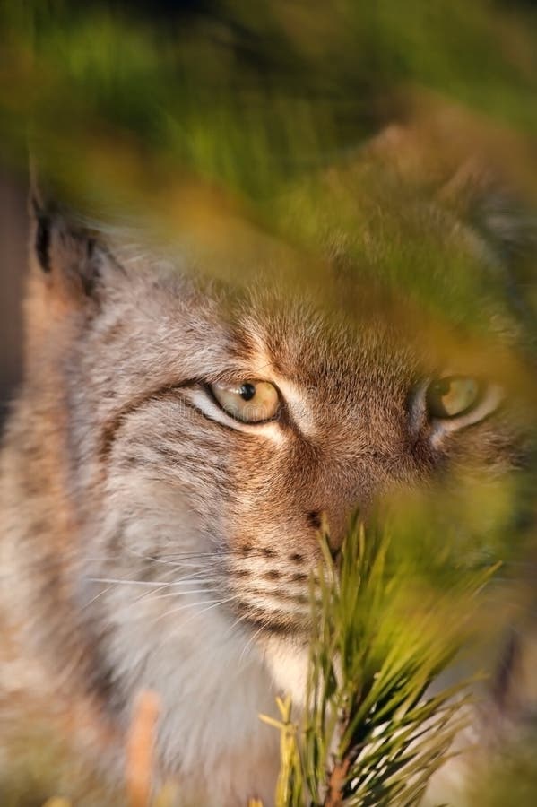 Head Shot of Eurasian Lynx stock photo. Image of beast - 26533024