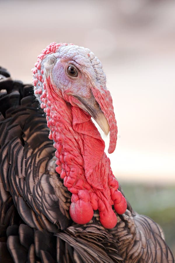 Head shot of male turkey. stock photo. Image of animal - 37153940