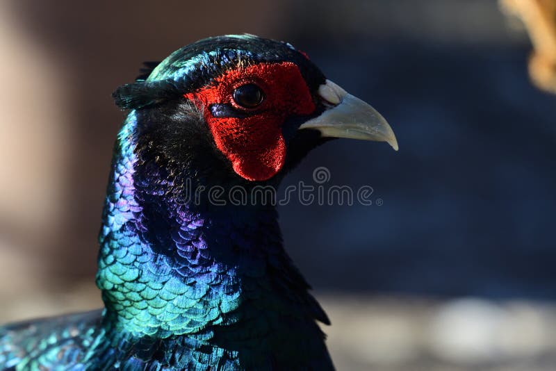 Headshot of a hen pheasant stock image. Image of pheasants - 105654927