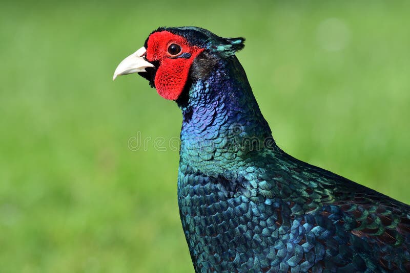 Melanistic Pheasant Stock Photos - Free & Royalty-Free Stock Photos ...