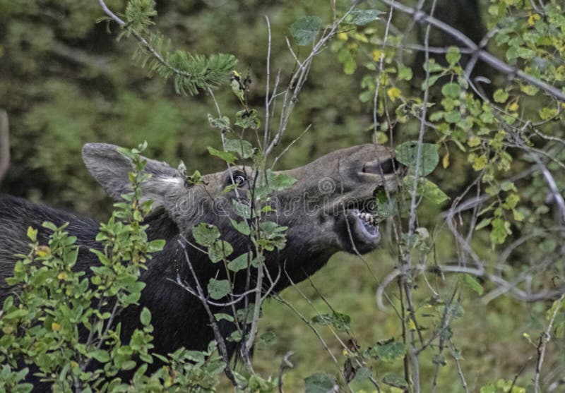 Closeup Moose Shows Her Teeth Eating on Green Leaves. Stock Image ...