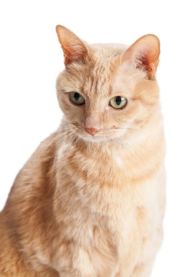 Head Shot of Orange Tabby Cat Stock Image - Image of copy, cutout: 55199239