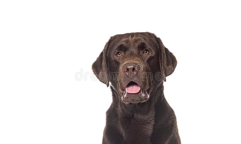 Head Shot of a Panting Chocolate Labrador Looking Away, Isolated on ...