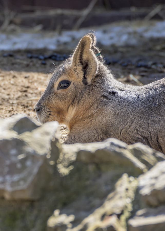 Head Shot of Patagonian Cavy Stock Photo - Image of animal, patagonia ...
