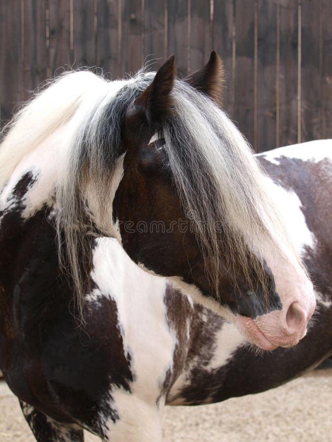 Piebald Pony Headshot stock image. Image of coloured - 173518875
