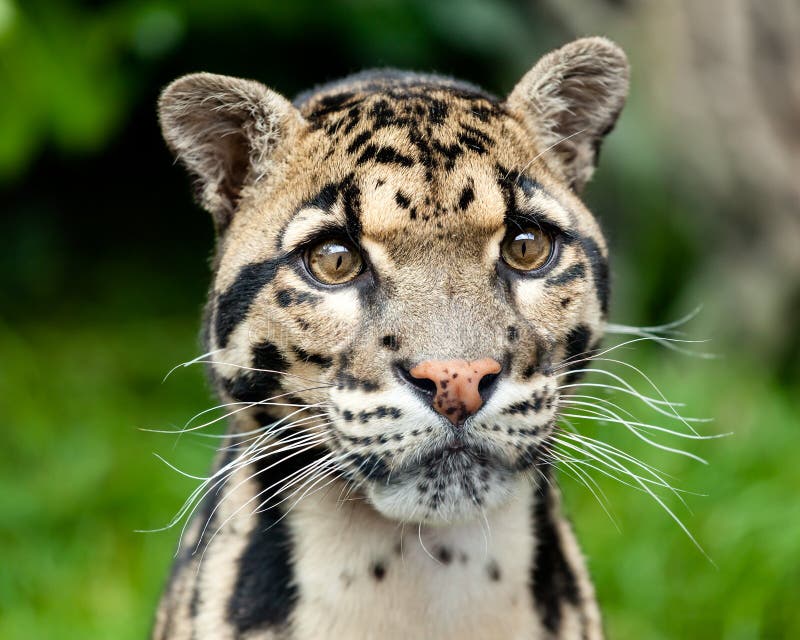 Head Shot Portrait of Beautiful Clouded Leopard Stock Image - Image of ...