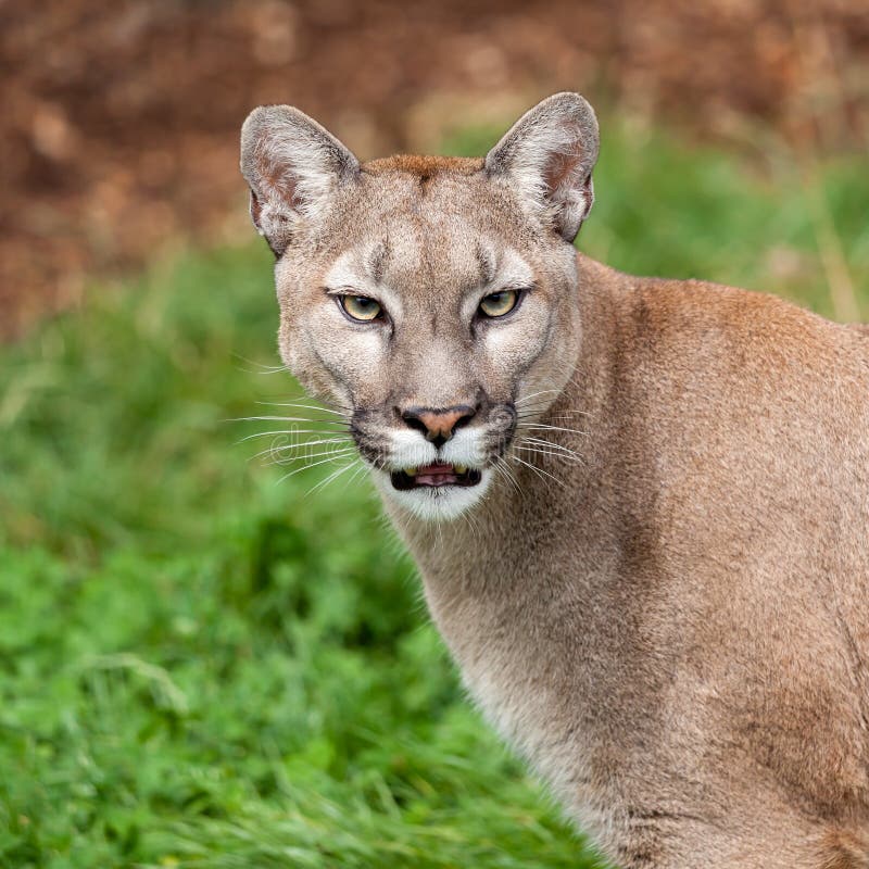 Cougar (Puma concolor) stock image. Image of teeth, puma - 21692715