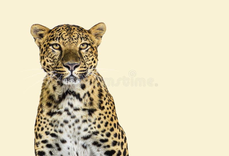 Portrait of Leopard, Panthera Pardus, Standing Stock Image - Image of ...