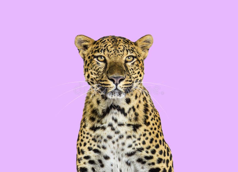 Portrait of Leopard, Panthera Pardus, Standing Stock Image - Image of ...