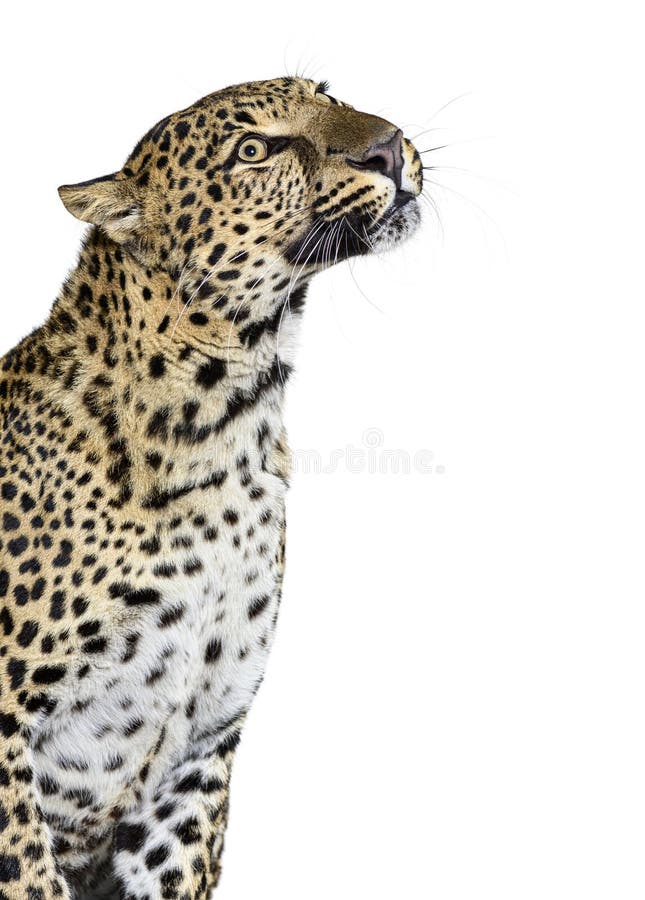 Head Shot, Portrait of a Spotted Leopard Looking Up Isolated on White ...