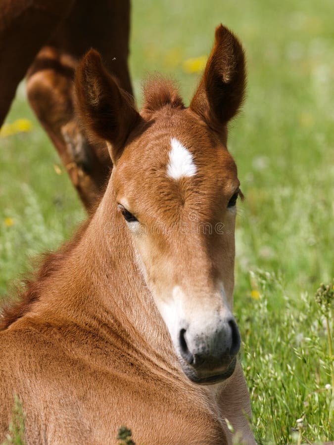 Cute Foal stock photo. Image of mare, outside, domestic - 111463636
