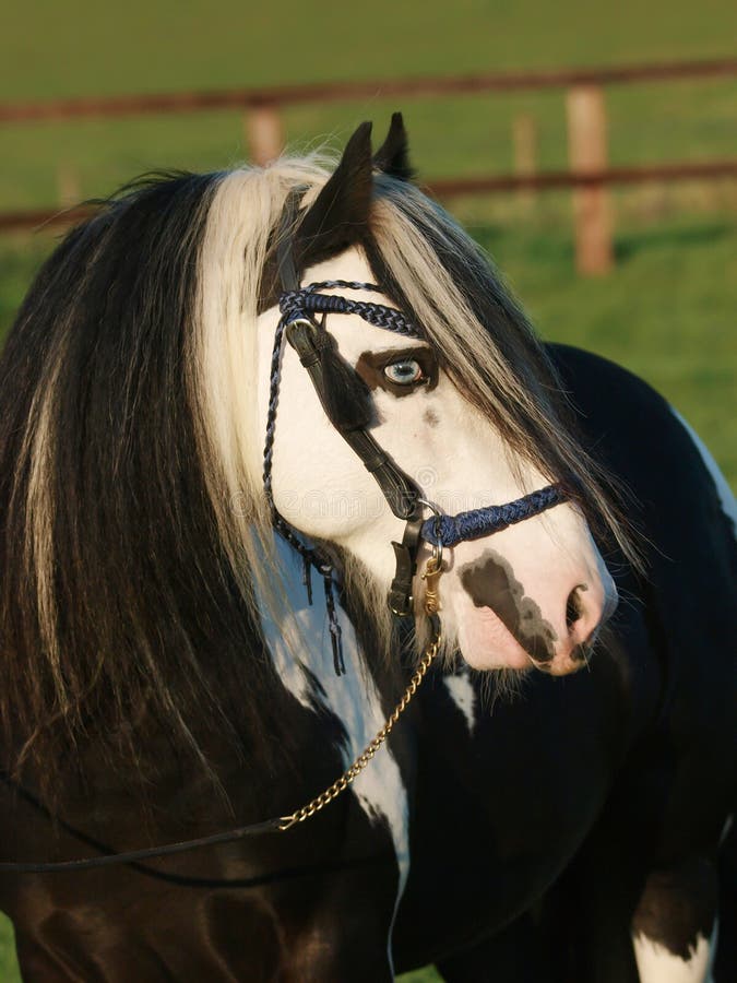 Gypsy Cob Head Shot stock photo. Image of equestrian - 105443242