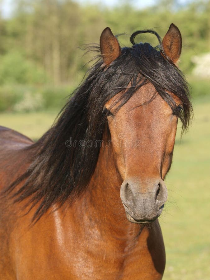 Native Pony Headshot stock photo. Image of ears, equestrian - 174753530
