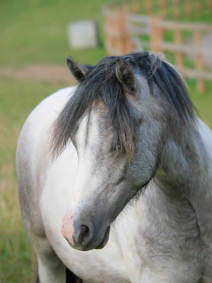 Welsh Pony Head Shot stock image. Image of equestrian - 111621369