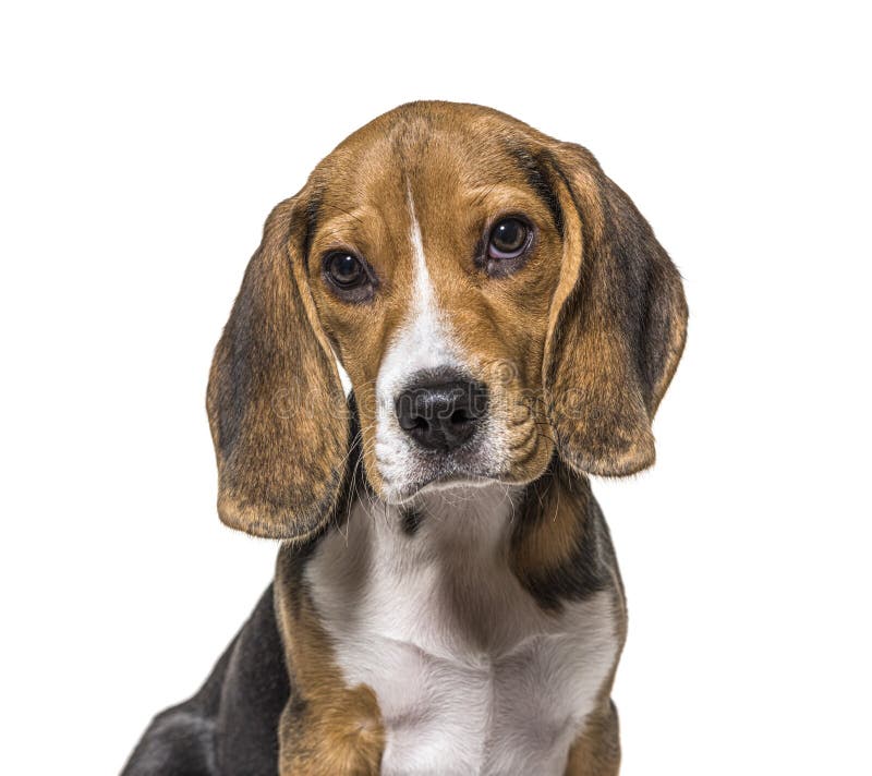 Head Shot of Puppy Beagles Dog, Isolated Stock Image - Image of ...