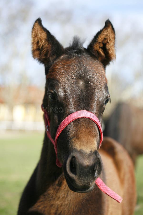 Head Shot of a Purebred Foal Stock Image - Image of curious, harness ...