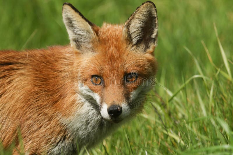 A Head Shot of a Red Fox Vulpes Vulpes in a Grassy Field. Stock Image ...