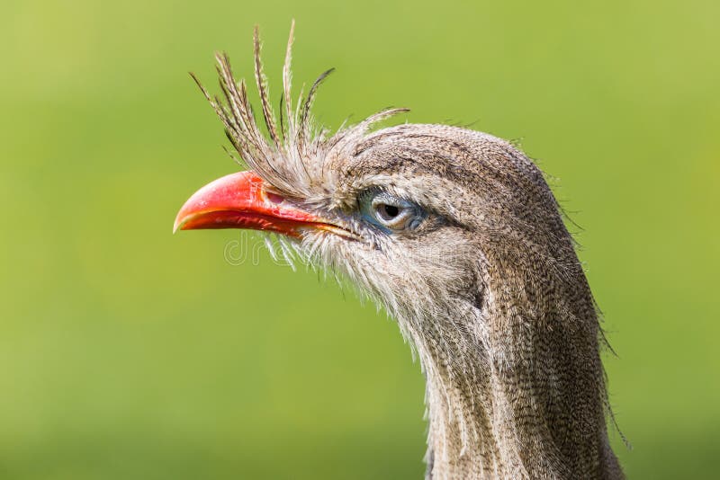 Seriema stock image. Image of animal, seriema, outdoor - 26447067