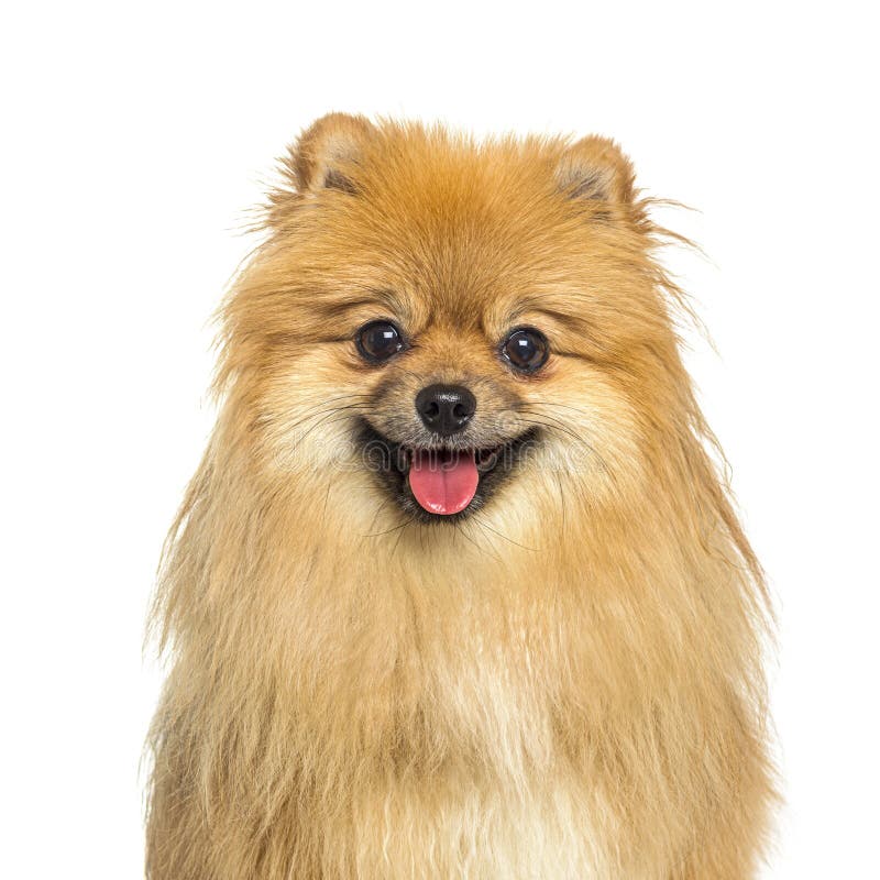 Head Shot of a Red Pomeranian Dog Panting Stock Image - Image of cute ...