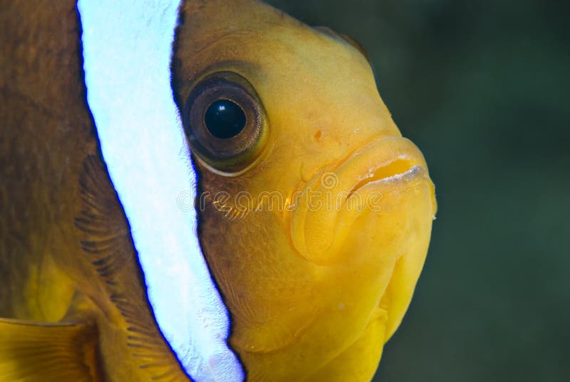 Head-shot of a Red Sea Anemonefish. Stock Image - Image of marine ...