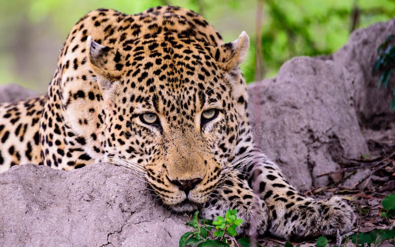Head Shot of a Relaxed Leopard Completely at Ease Stock Image - Image ...