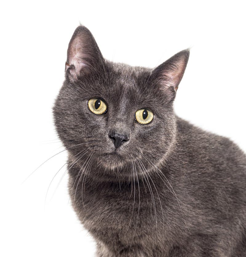 Head Shot of a Russian Blue Cat, Isolated on White Stock Image - Image ...