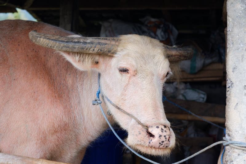 118 Sad Buffalo Stock Photos - Free & Royalty-Free Stock Photos from ...