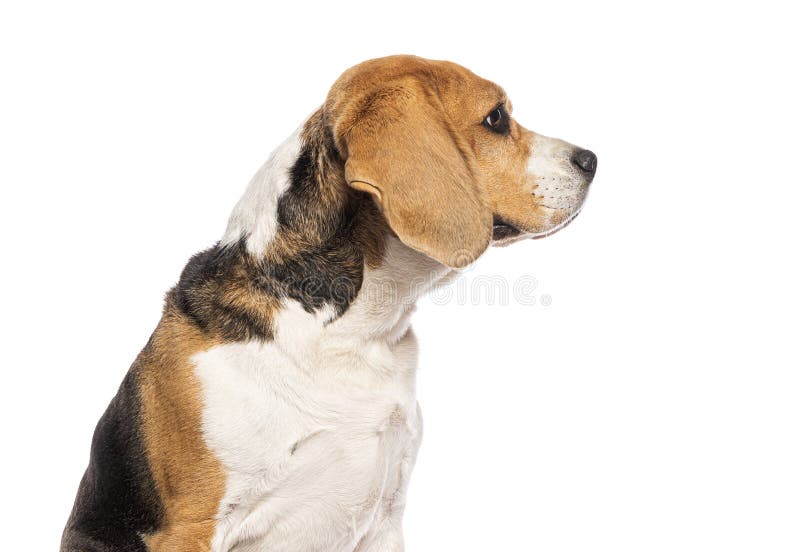 Beagle isolated on white stock photo. Image of camera - 72546718