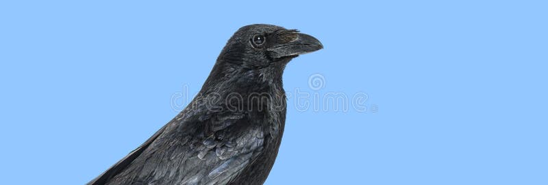 Head Shot of a Side View of a Carrion Crow, Corvus Corone, on Blue ...