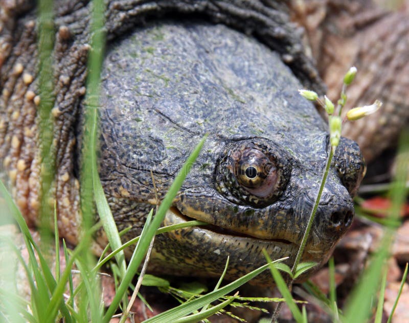 Snapping Turtle Head Stock Photos - Download 304 Royalty Free Photos
